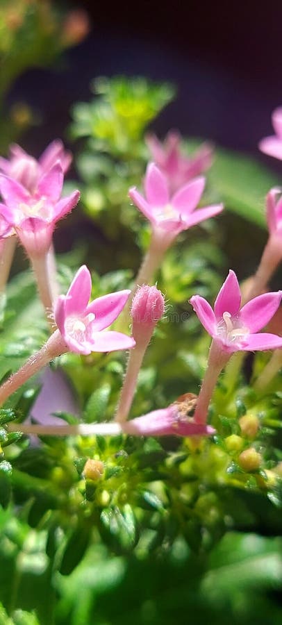 Spirit Flower September stock image. Image of bloom - 292094855