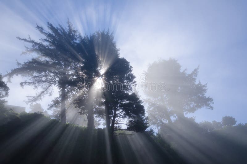 Spirit Tree stock image. Image of tree, mystical, forest - 66623087