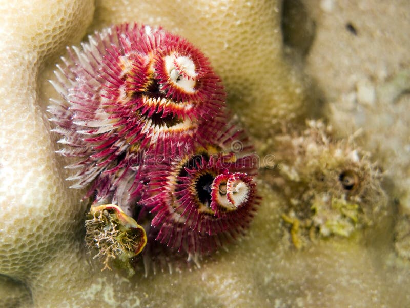 Spirobranchus Giganteus stock image. Image of coral, pesce - 9411189