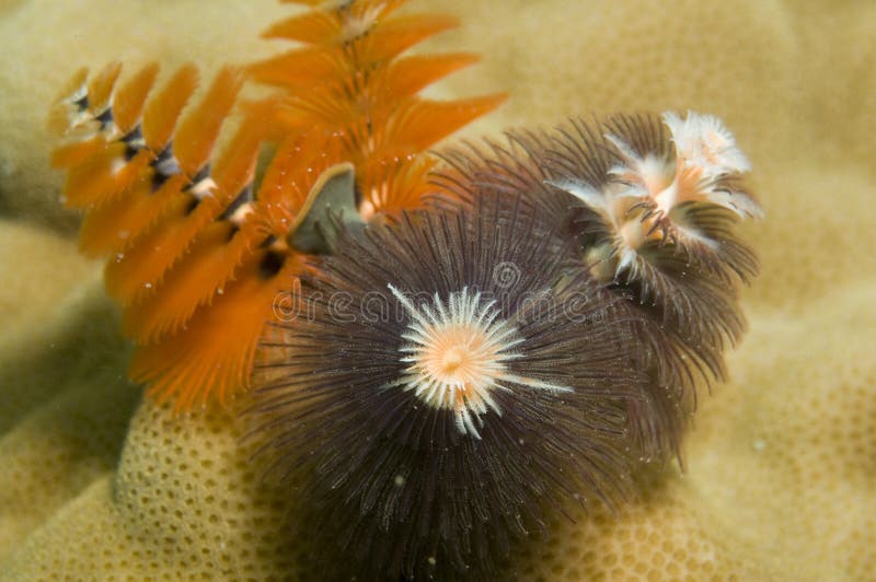 Spirobranchus Giganteus,Christmas Tree Worms, Stock Image - Image of ...