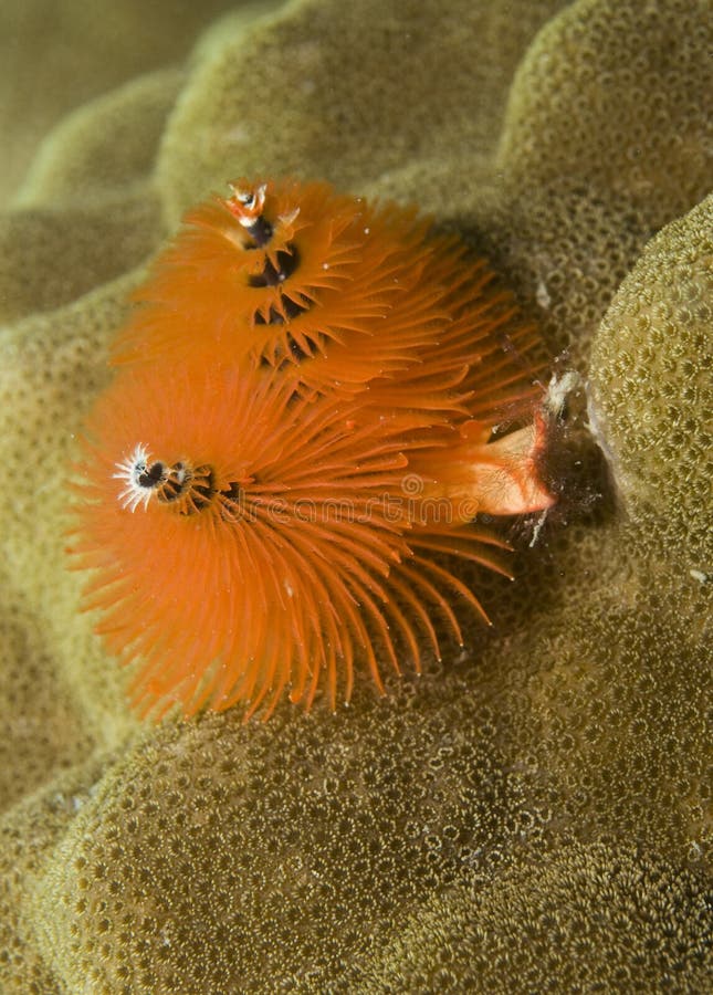 Spirobranchus Giganteus,Christmas Tree Worms Stock Image - Image of ...