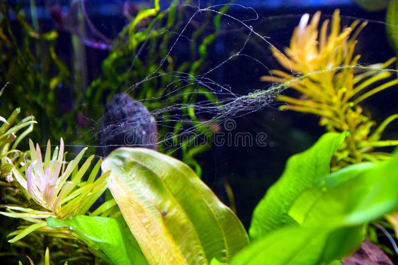 Thiny Green Algae Infection Stock Image - Image of messy, tank: 277796315