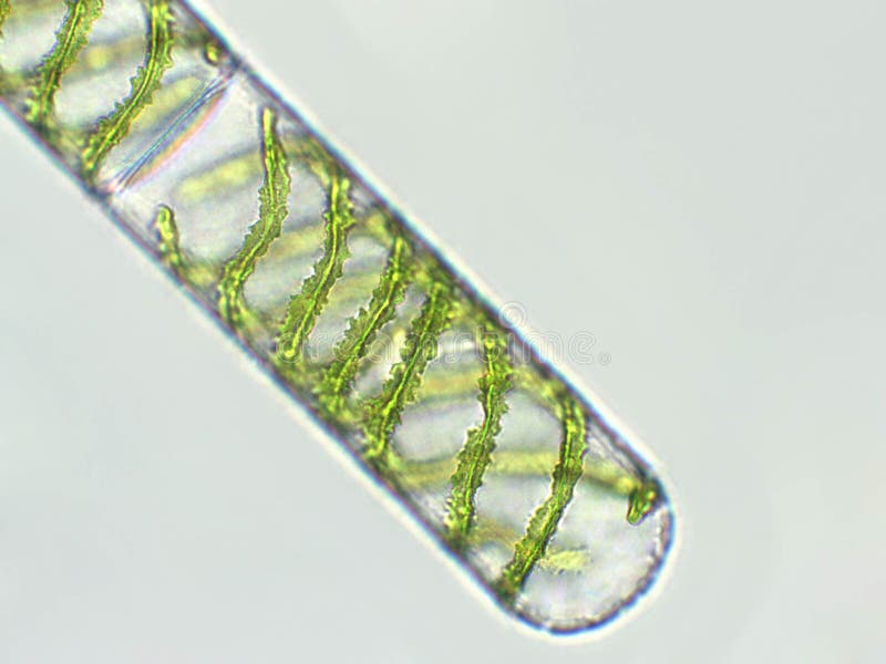 Spirogyra Under Microscope