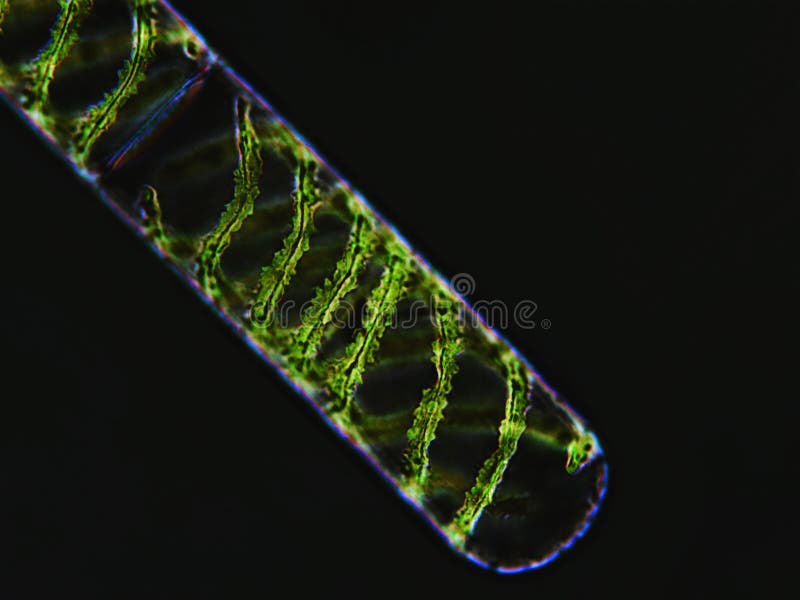 Spirogyra Sp. Green Algae Under Microscopic View X40 - Chlorophyta ...