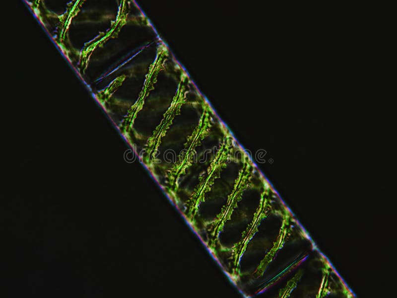 Spirogyra Sp. Green Algae Under Microscopic View X40 - Chlorophyta ...