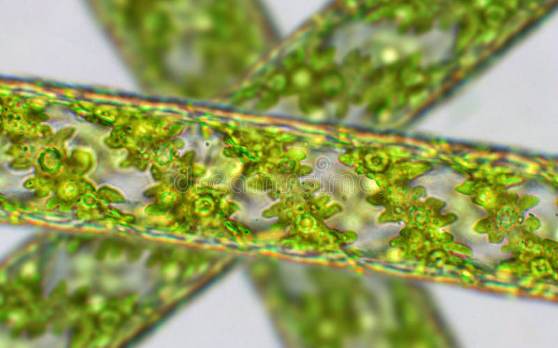 Spirogyra Sp. Green Algae Under Microscopic View - Chlorophyta, Green ...