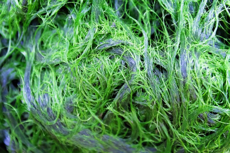 Gross Skin Texture Stock Photos - Free & Royalty-Free Stock Photos from ...