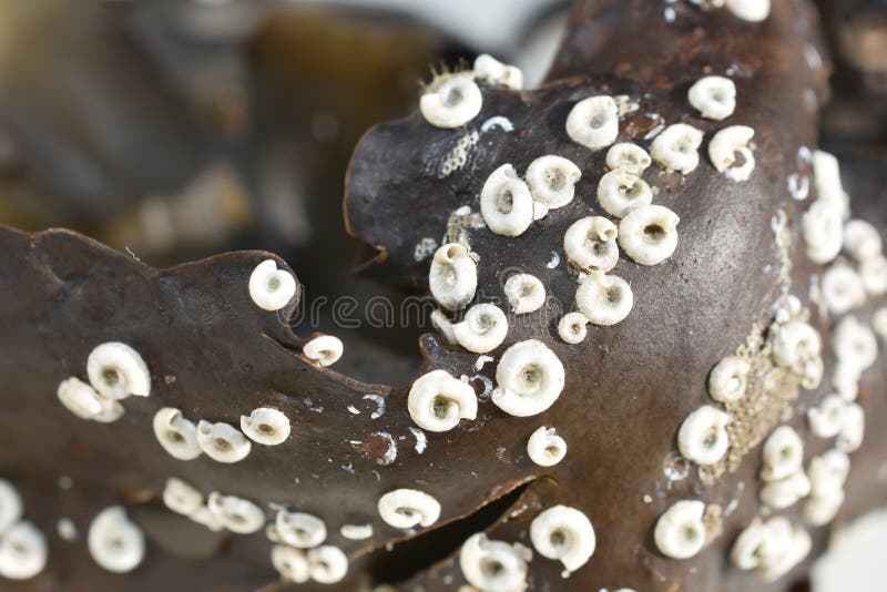 Coiled Spiral Shells Spirorbis Worm Stock Photo - Image of small, white ...