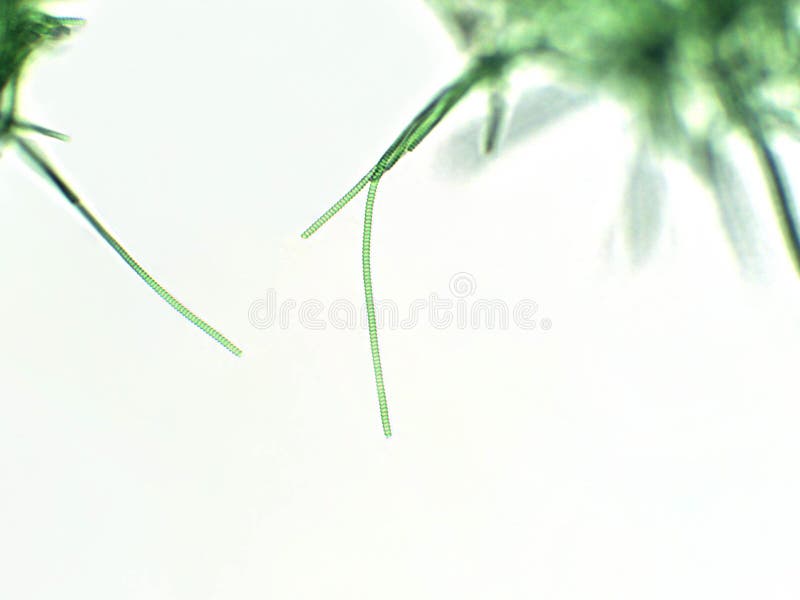 Spirulina Algae Under Microscopic View - Cyanobacteria Stock Photo ...