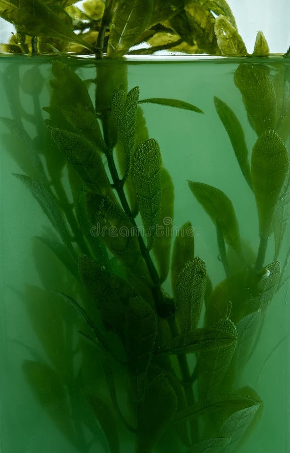 Spirulina in Water. Scientists are Developing Research on Algae. Stock Image - Image of ...