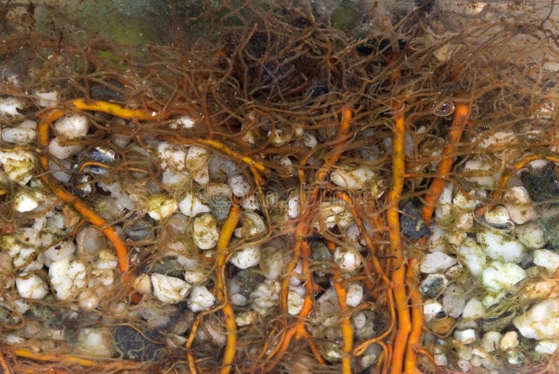 Spiry roots stock photo. Image of dirty, spring, roots - 19993424