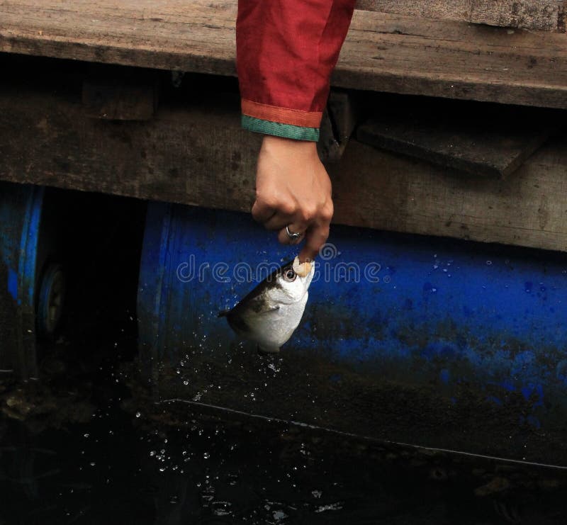 Spit fish stock image. Image of park, malaysia, success - 51317173