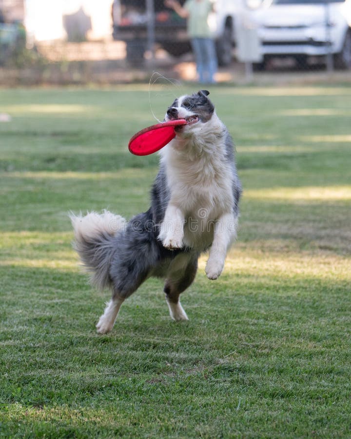 Spit Flying All Over the Red Disk a Dog is Catching Stock Image - Image ...