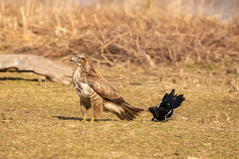 Spiteful Magpie Disturbing a Buzzard Stock Photo - Image of animal ...