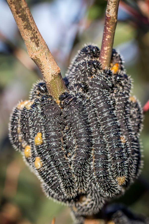 Sawfly, Symphyta Larva On Grass Blade, Macro Photo Stock Image - Image ...