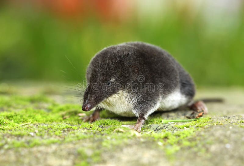 Spitsmuis stock foto. Image of weinig, zoet, behaard - 27535842