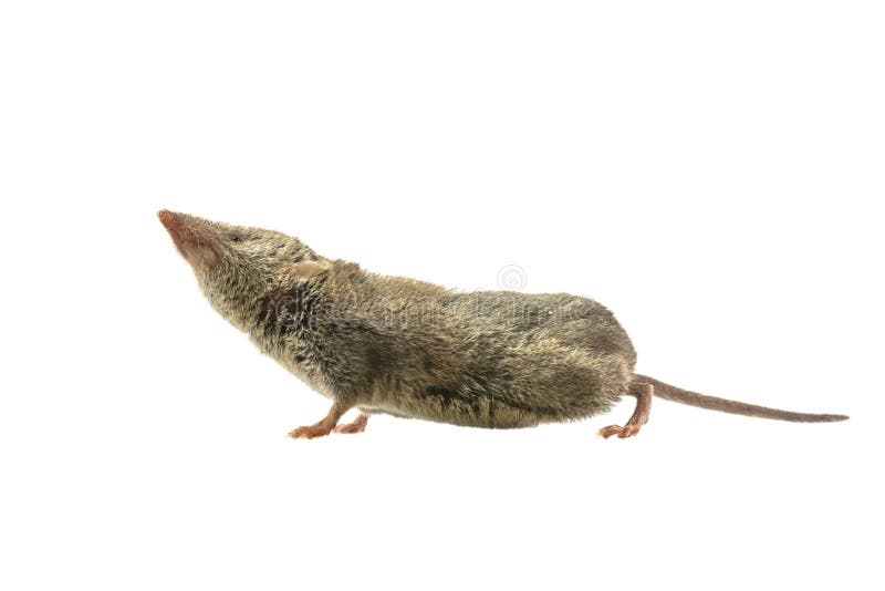 Spitsmuis Die Neus in De Lucht Richten Stock Foto - Image of riemen ...