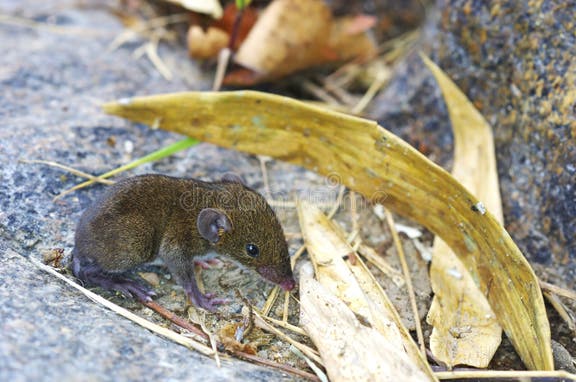 Spitsmuis op de rots stock afbeelding. Image of mooi - 40297361