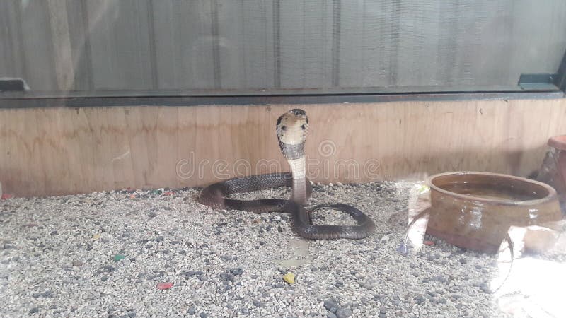 Spitting Cobra at Snake Temple Stock Image - Image of temple, snake ...