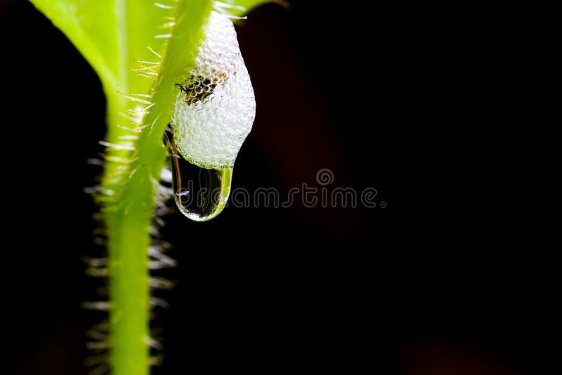 Spittle Bug stock image. Image of moisture, reflect, woods - 144411