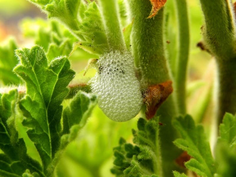 Spittle bug stock image. Image of insects, southern, pests - 50936577