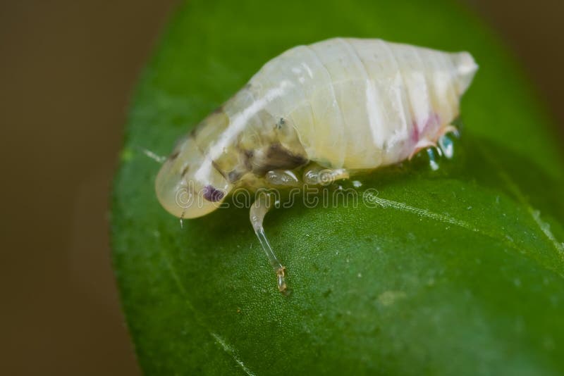 A Spittle Bug/ Frog Hopper Nymph with Foam Stock Photo - Image of ...