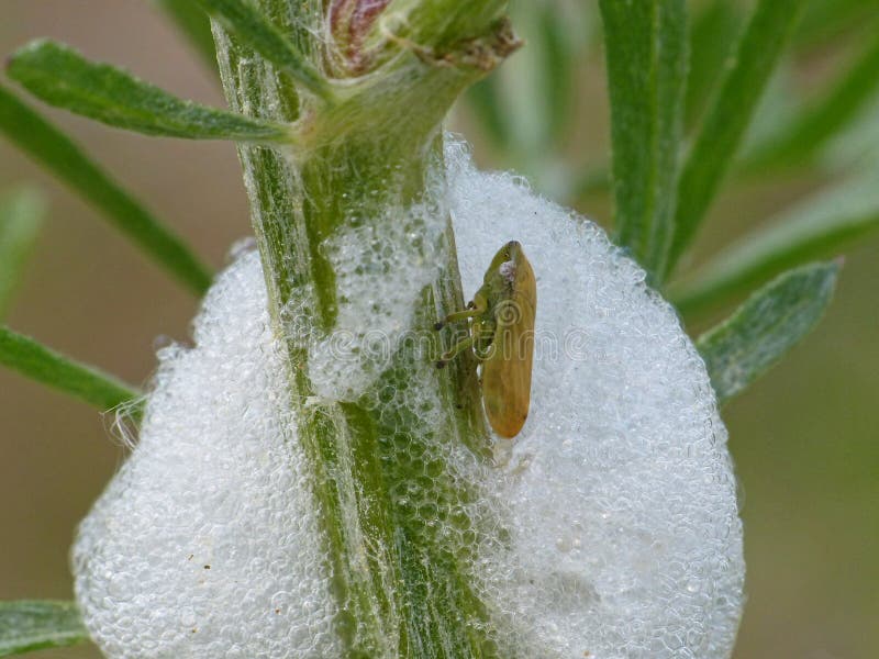 Spittle bug stock image. Image of insects, southern, pests - 50936577