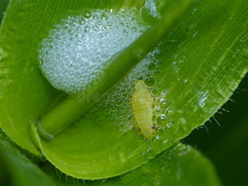 Spittle Bug on Leaf stock photo. Image of spittle, spittlebug - 52673758