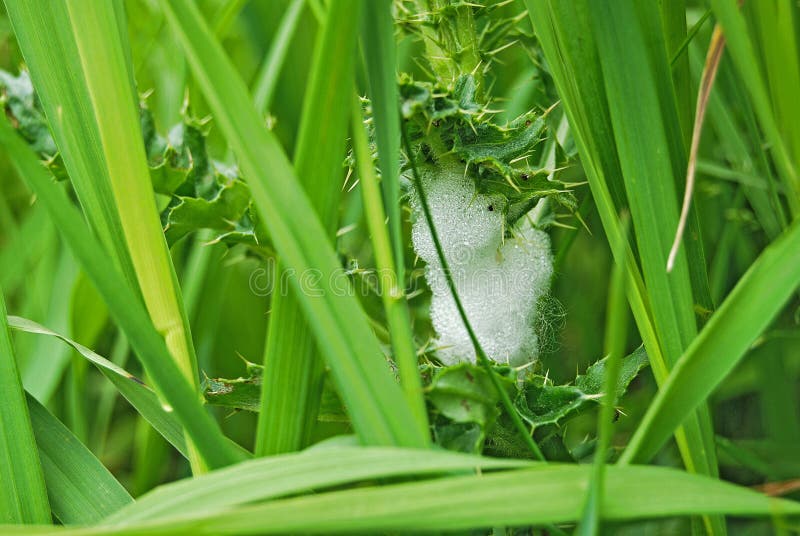 Spittle bug froth stock image. Image of grass, summer - 40272043