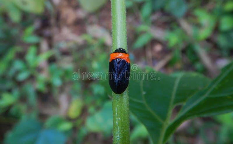 Spittlebug, Phymatostetha Deschampsi Stock Image - Image of animal ...