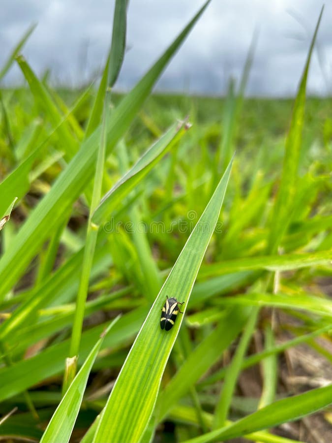 Spittlebugs Leafhopper Attacking Intensive Grass System Beef Cattle ...