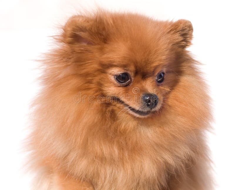 Spitz stock photo. Image of rate, mammal, isolated, animal - 10343476