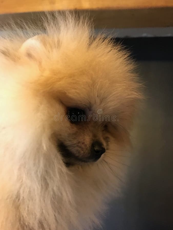 Spitz imagen de archivo. Imagen de espitz, perrito, perro - 114714421