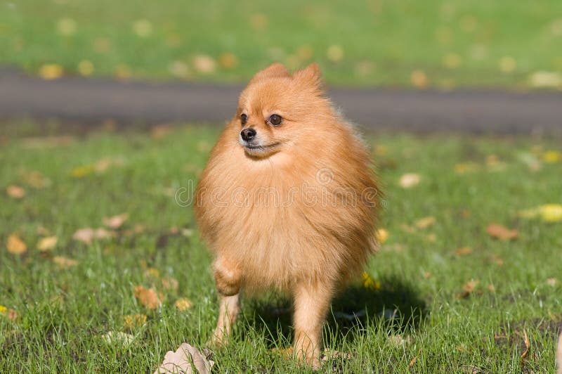 Spitz stock image. Image of purebred, loyalty, green - 21745205