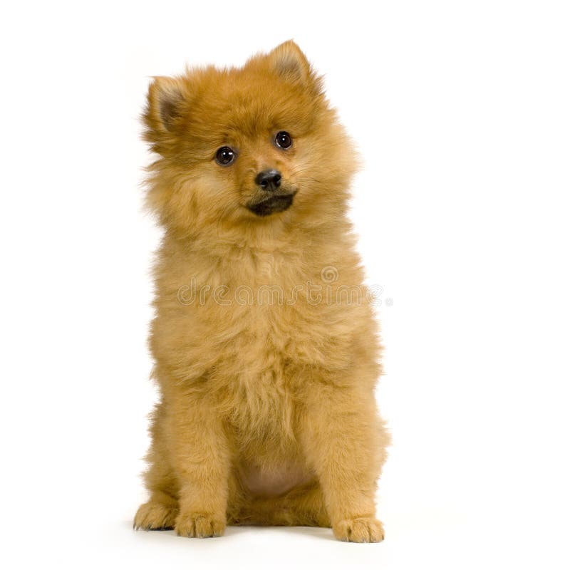 Spitz stock photo. Image of animal, brown, studio, pedigreed - 2329270