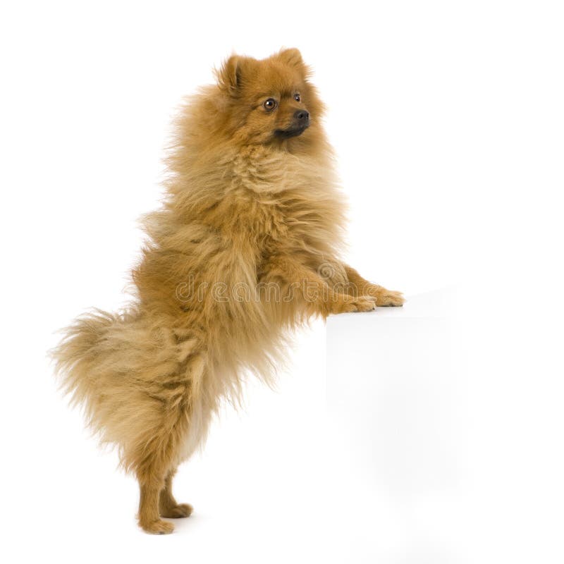 Irish Setter Puppy stock photo. Image of hound, exposition - 4880842