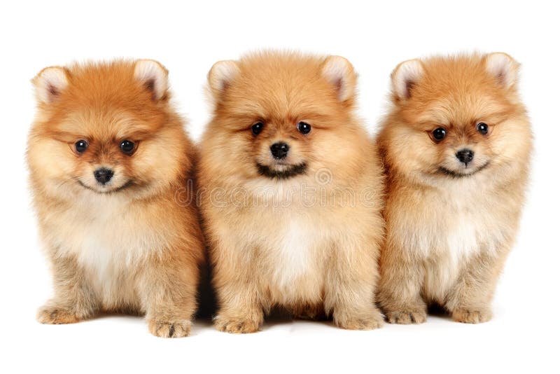 Pomeranian Spitz family stock image. Image of jokingly - 8963723