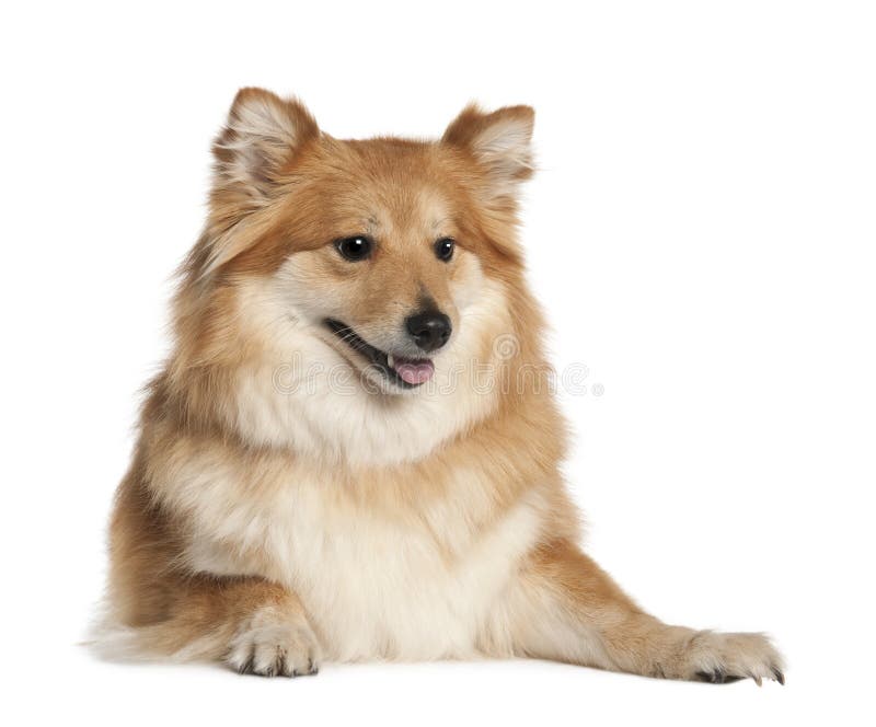 Spitz (6 Jahre alt) stockfoto. Bild von brut, inhalieren - 9051792