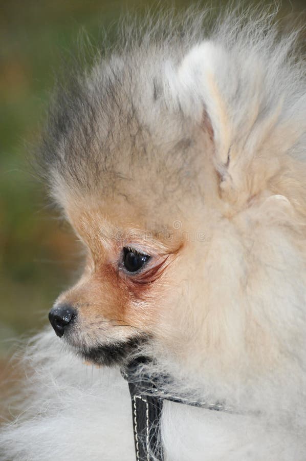 Spitz stock image. Image of dogs, puppy, small, pets, sled - 7125249