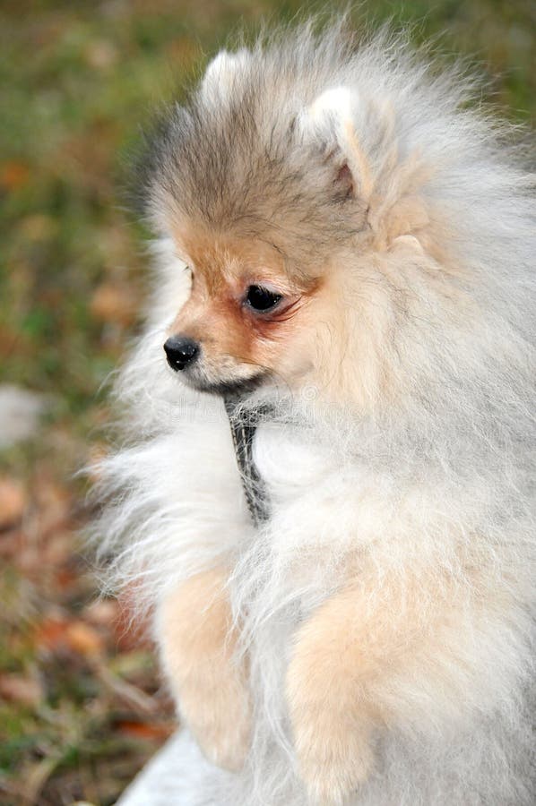 Spitz immagine stock. Immagine di pets, puro, sputo, cani - 7125259
