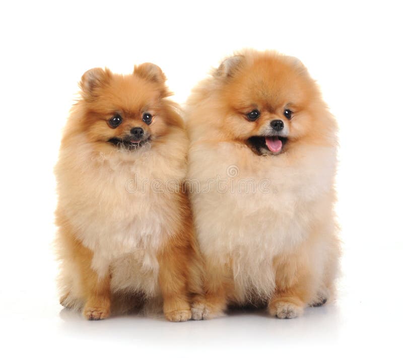 Spitz, cane di Pomeranian immagine stock. Immagine di bianco - 33096363