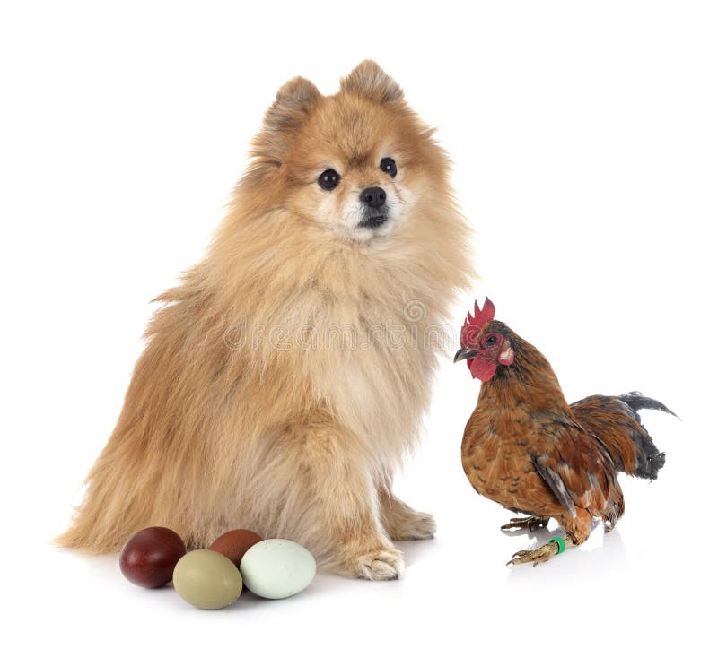 Spitz and chicken stock image. Image of rooster, hair - 176989963