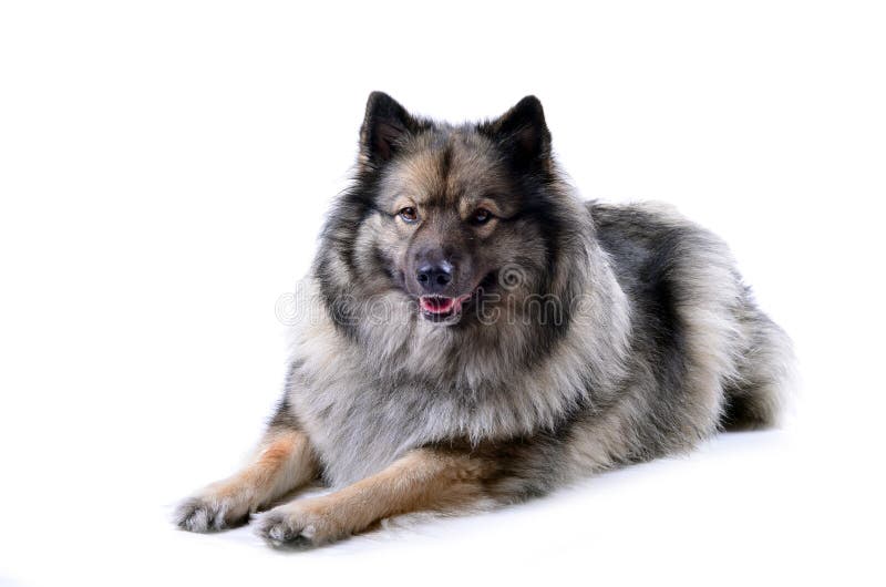 Grey samoyed stock image. Image of look, adorable, grooming - 7295693