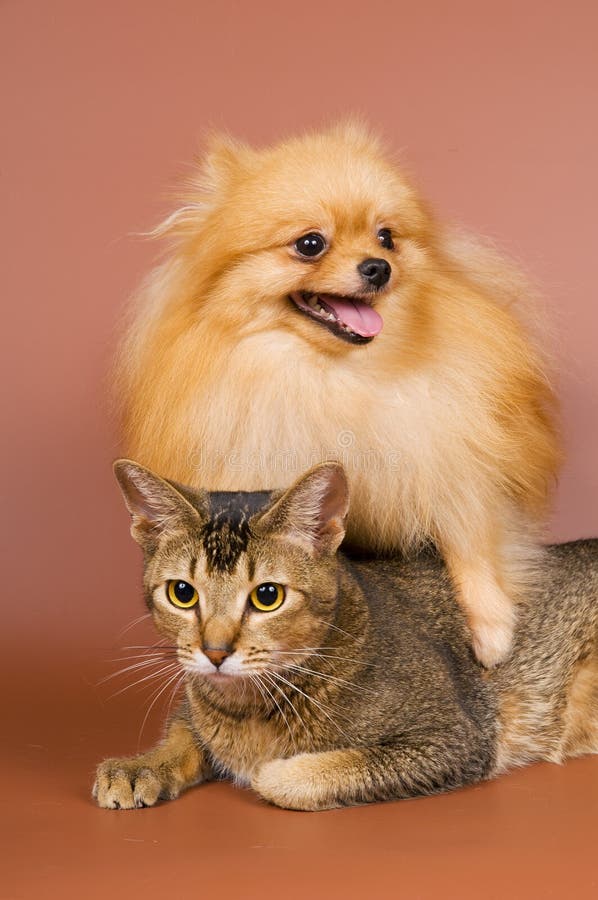 Are Spitz Good With Cats