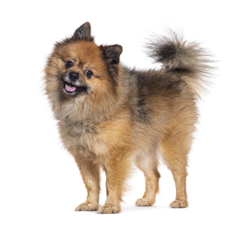 Spitz Dog Looki,g Happy, Standing, Panting and Looking at the Camera ...