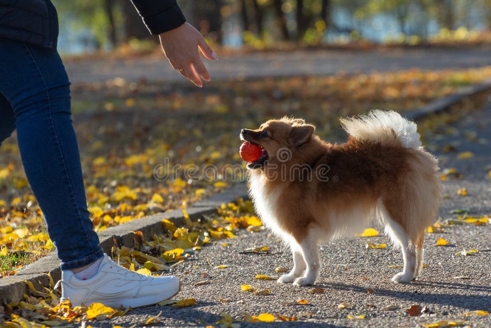 Spitz Dog Portrait. a Game with a Dog Stock Image - Image of style ...