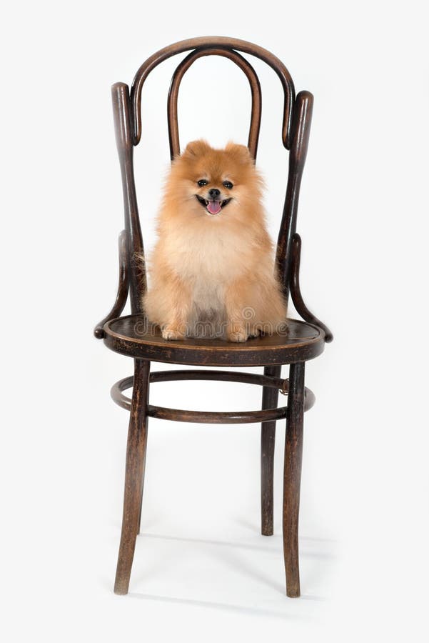 Dog Smails Stock Photos - Free & Royalty-Free Stock Photos from Dreamstime