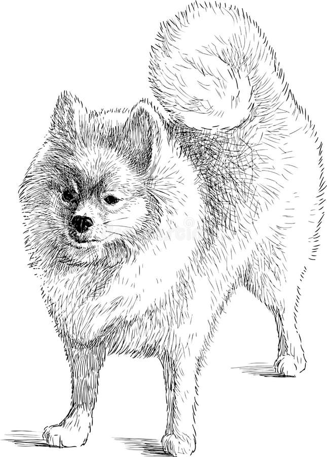 Spitz dog stock vector. Illustration of miniature, drawing - 48533756