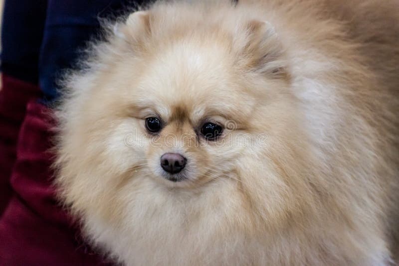 Spitz doggy stock image. Image of little, hair, brown - 52585441