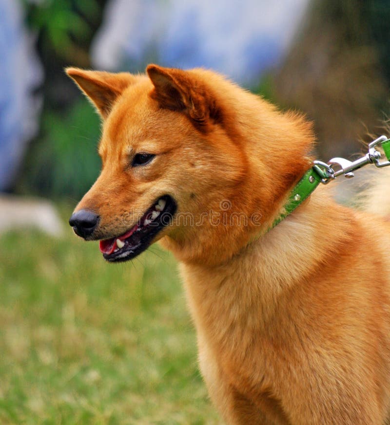 Spitz finlandês foto de stock. Imagem de verde, caninos - 9169472